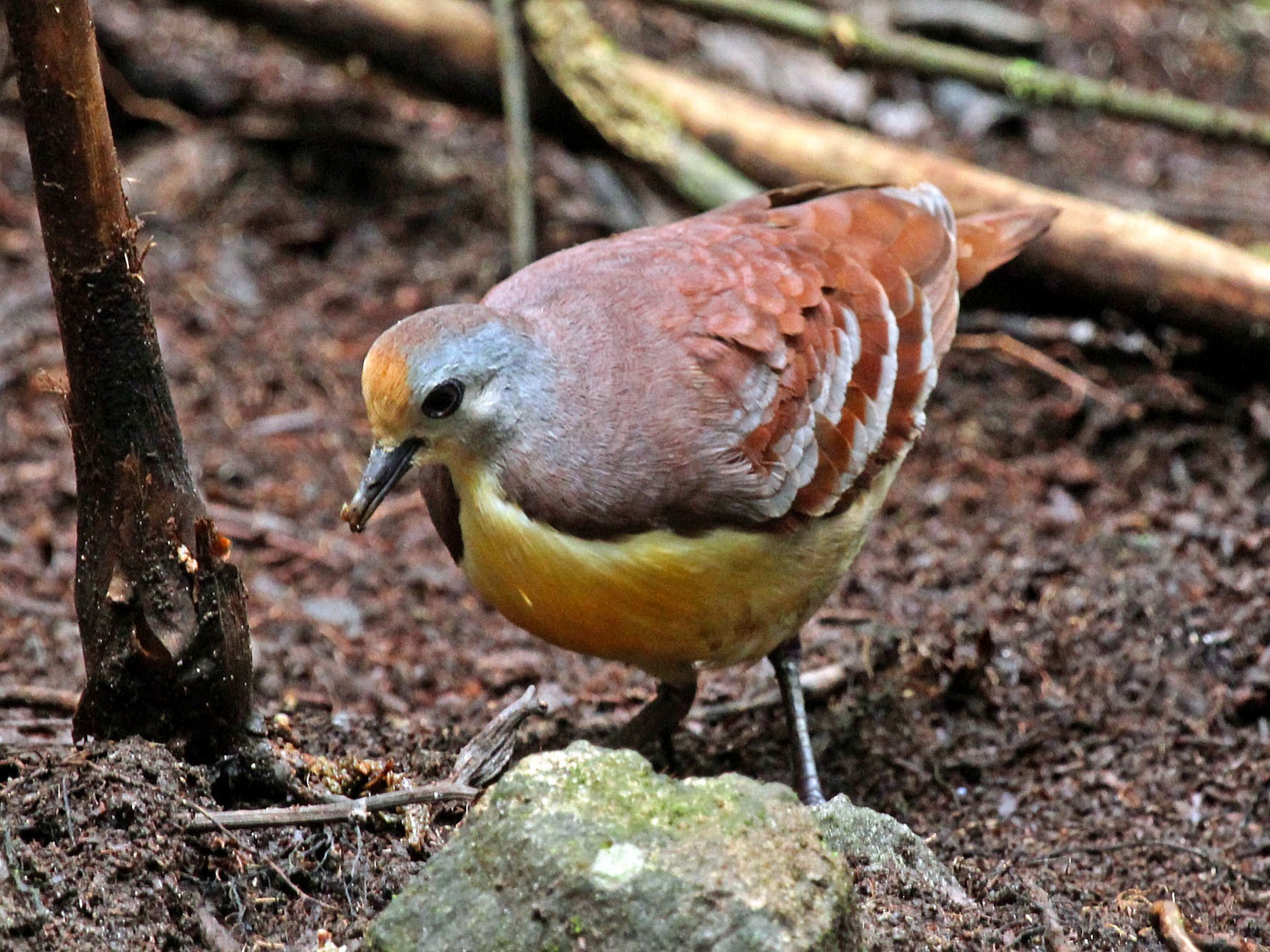 Cinnamon Ground Dove - eBird