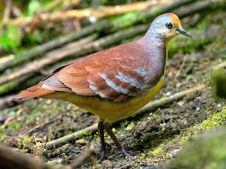Cinnamon Ground Dove - eBird