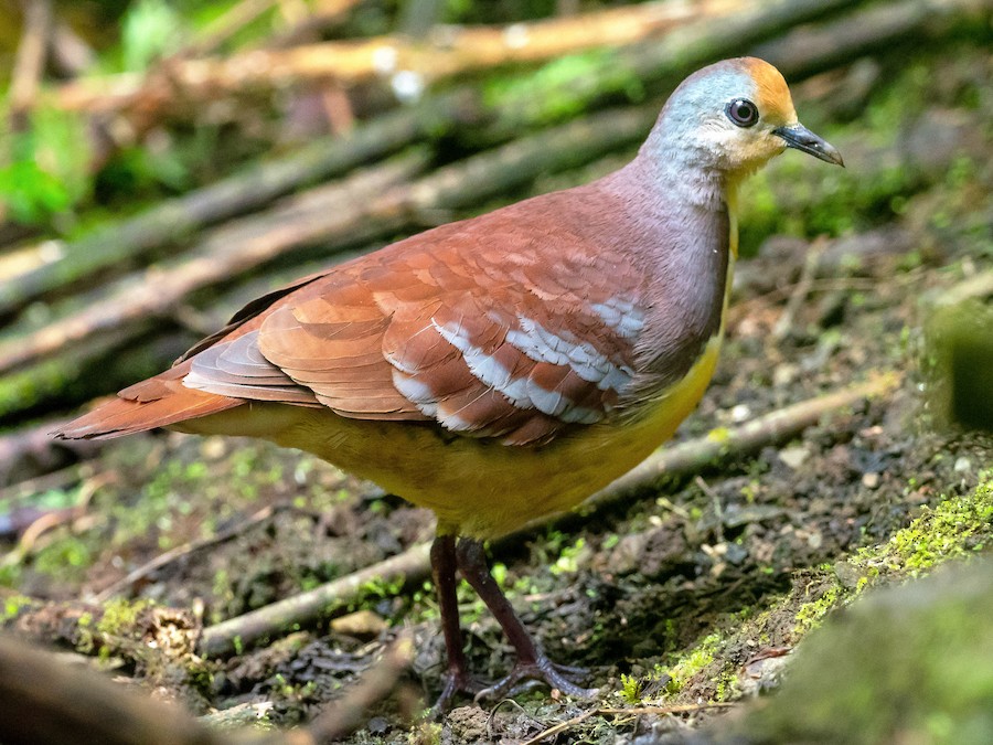 Cinnamon Ground Dove - eBird