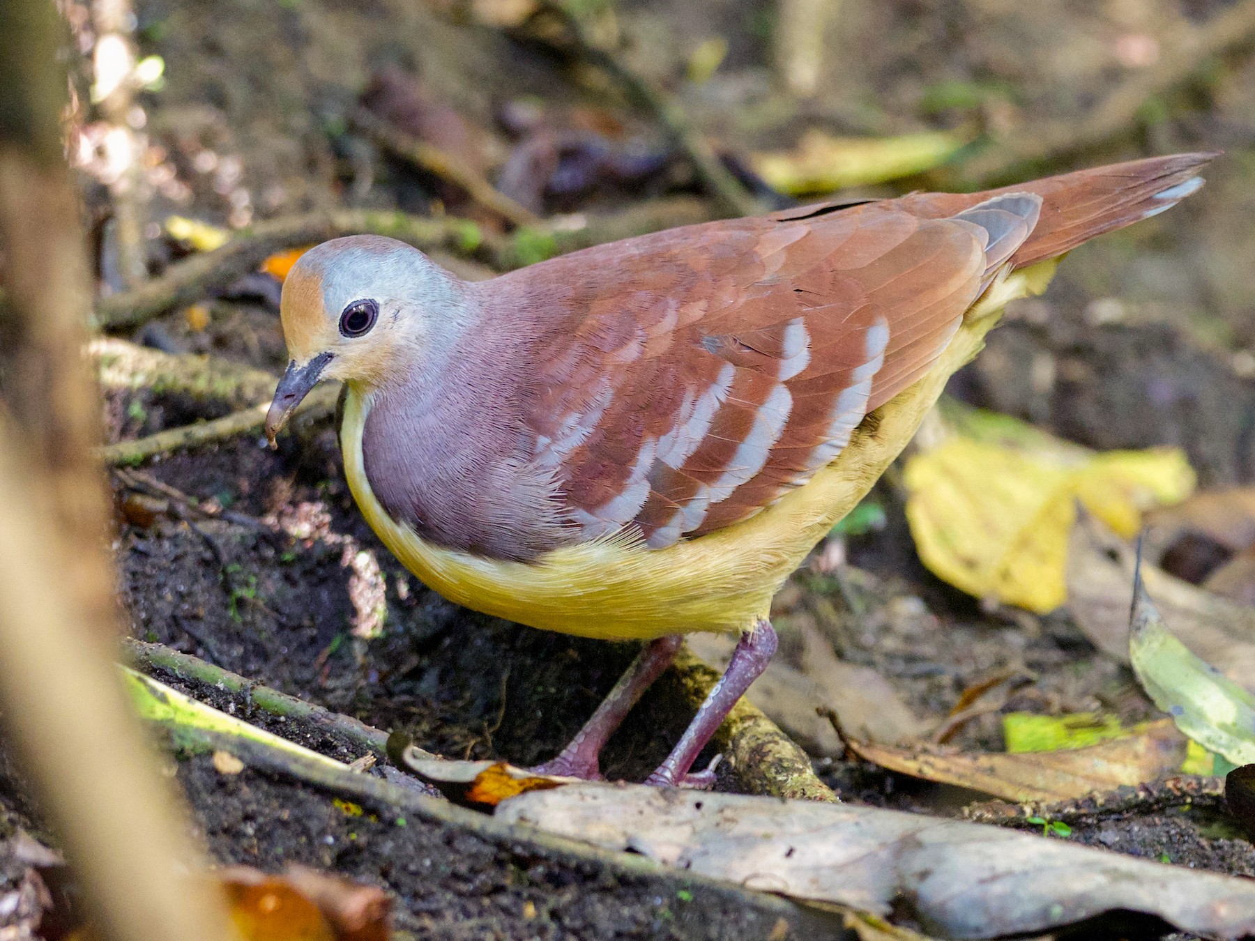 Cinnamon Ground Dove - eBird
