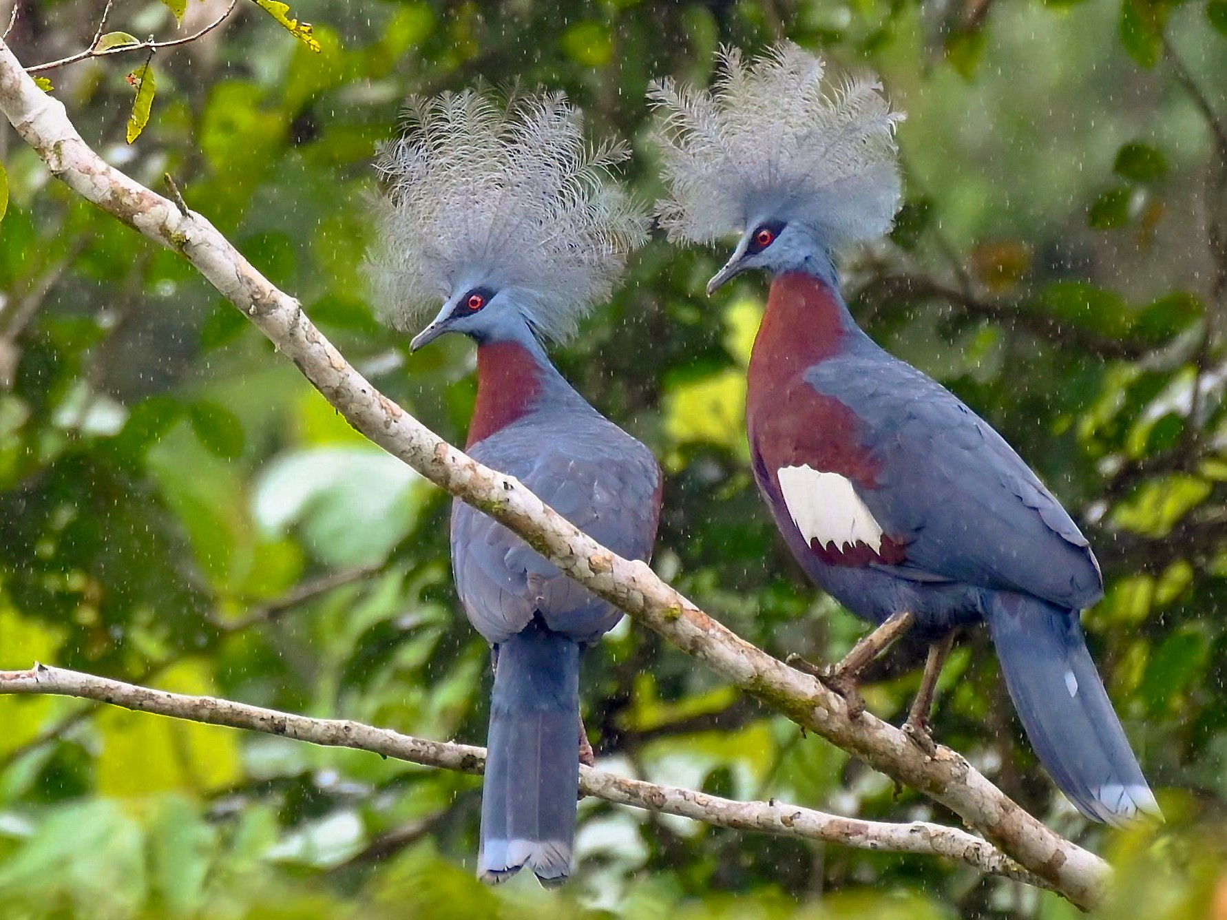 Goura de Sclater - eBird