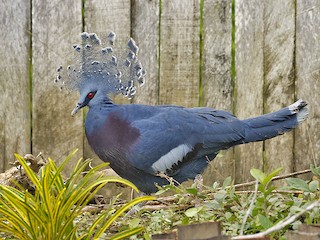 Victoria Crowned-Pigeon - eBird