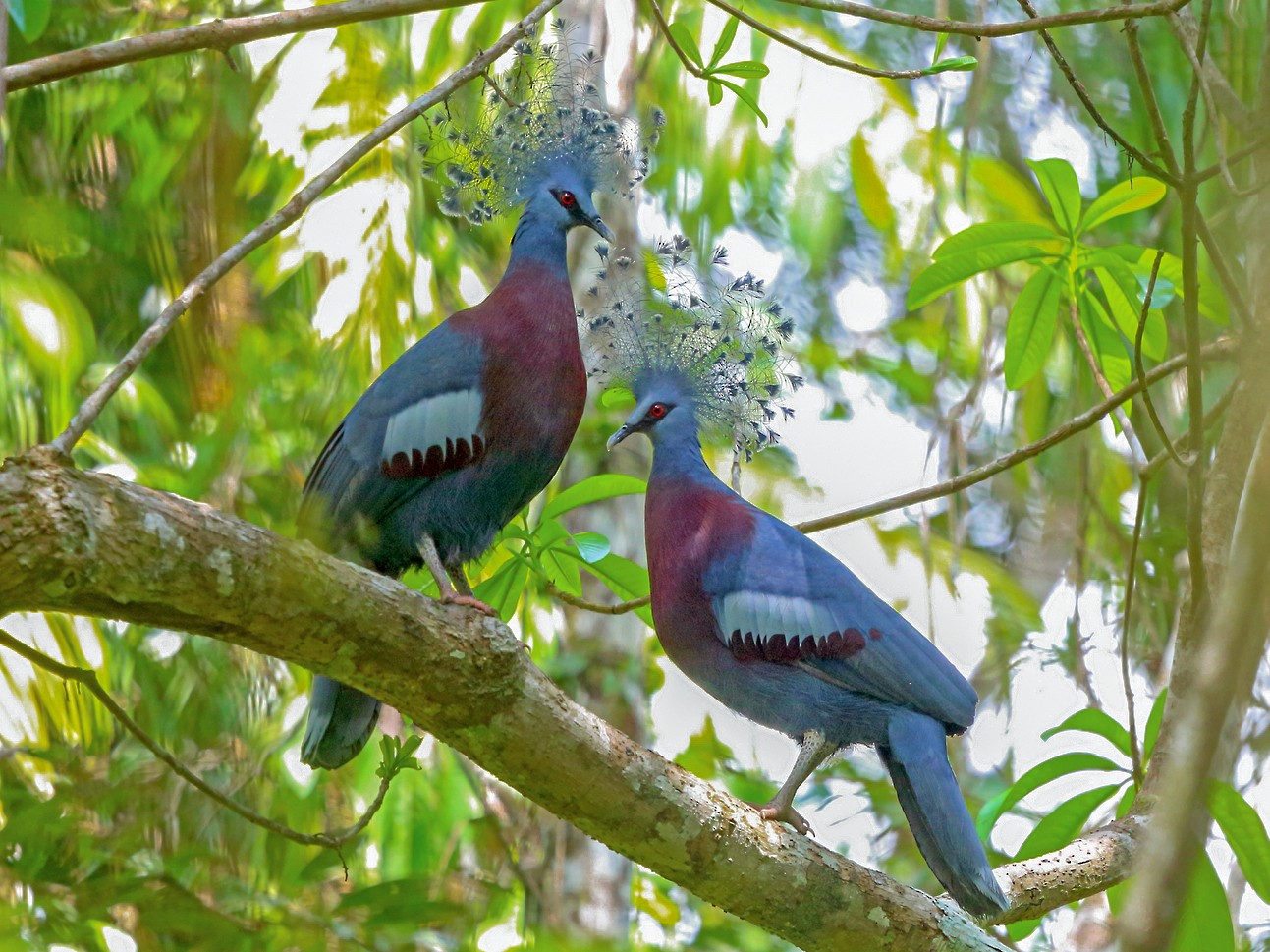 Victoria Crowned-Pigeon - eBird