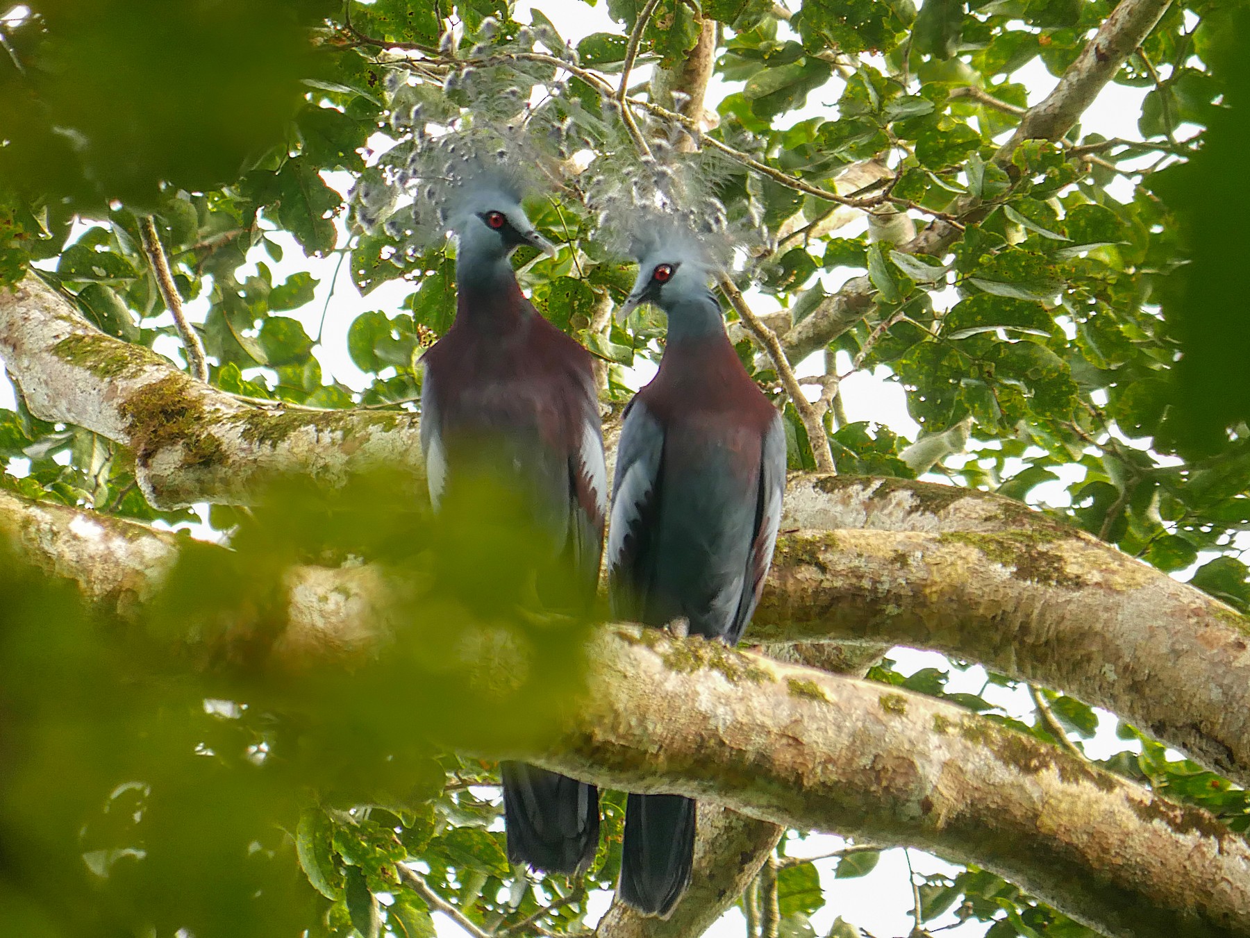 Victoria Crowned-Pigeon - eBird
