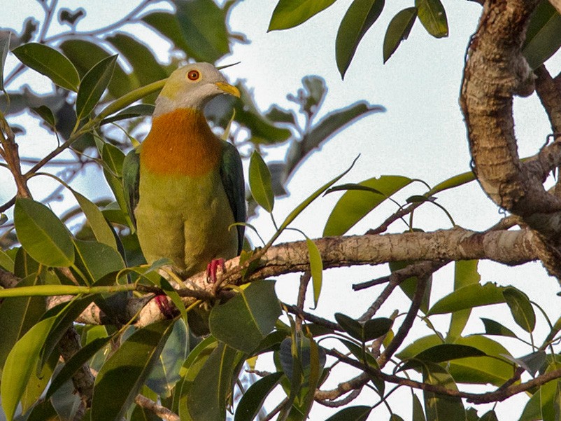 Pink-spotted Fruit-Dove - eBird