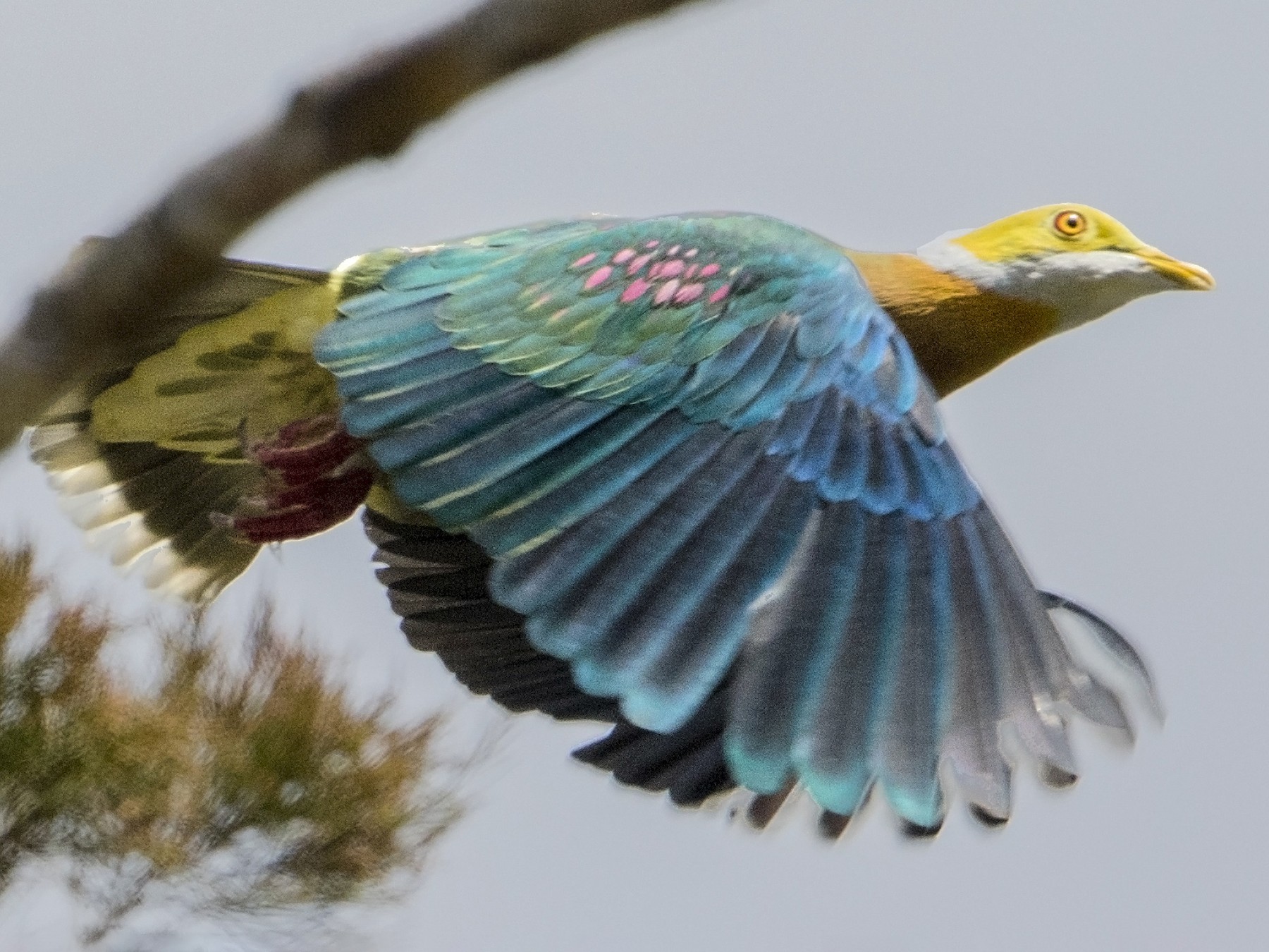 Pink-spotted Fruit-Dove - eBird