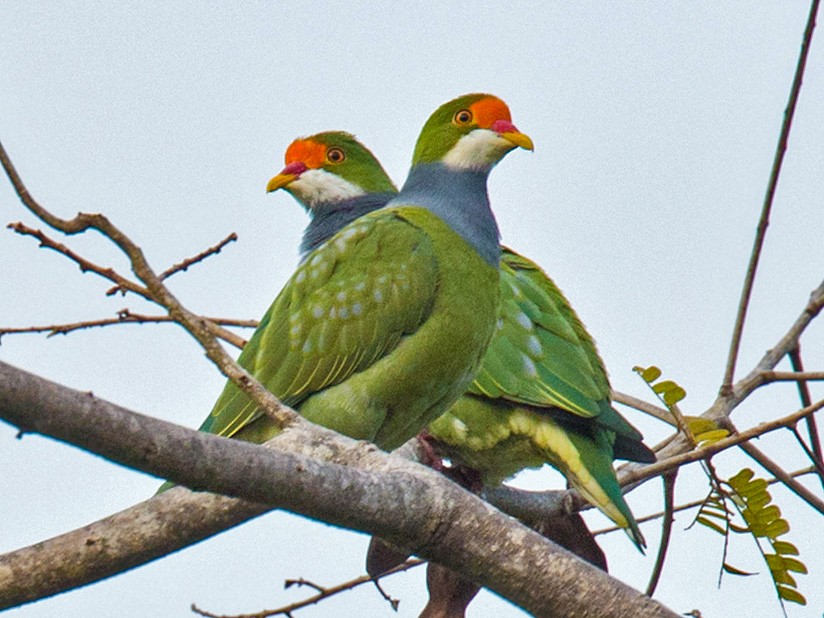 Orange-fronted Fruit-Dove - eBird