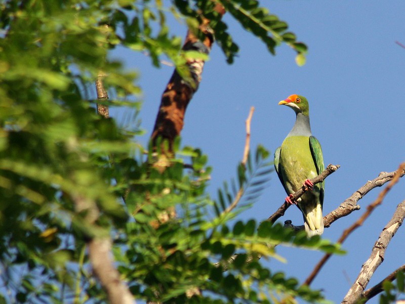 Orange-fronted Fruit-Dove - eBird