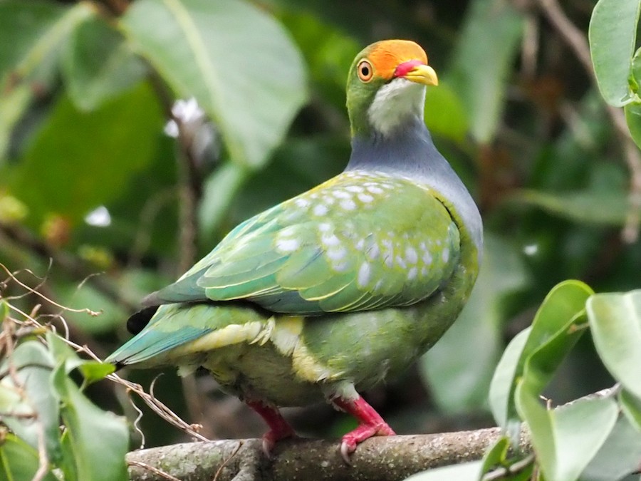 Orange-fronted Fruit-Dove - eBird