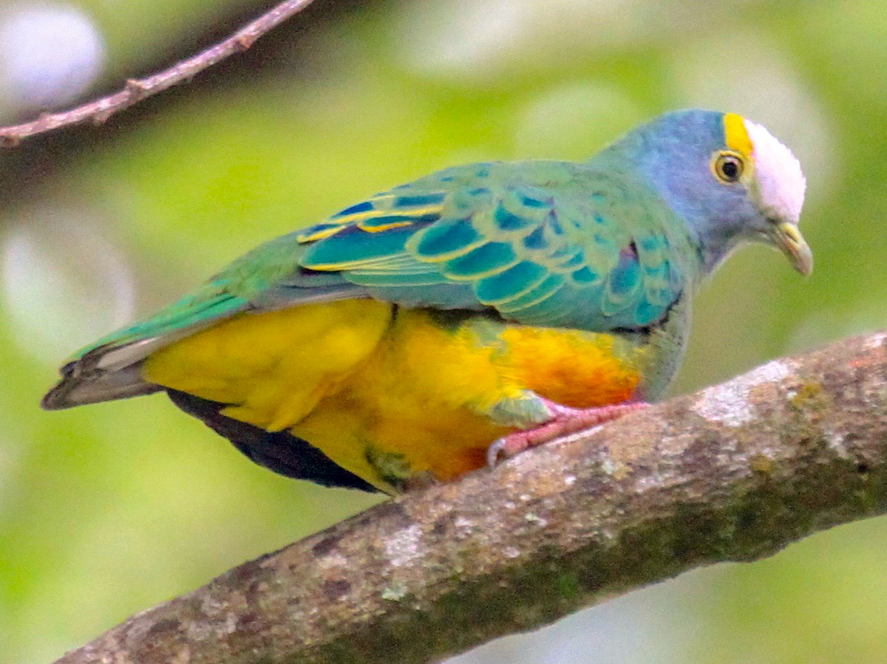 Coroneted Fruit-Dove - eBird