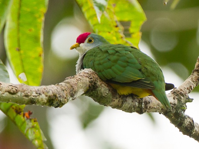 Photos - Beautiful Fruit-Dove - Ptilinopus pulchellus - Birds of the World