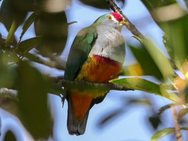 Photos - Beautiful Fruit-Dove - Ptilinopus pulchellus - Birds of the World