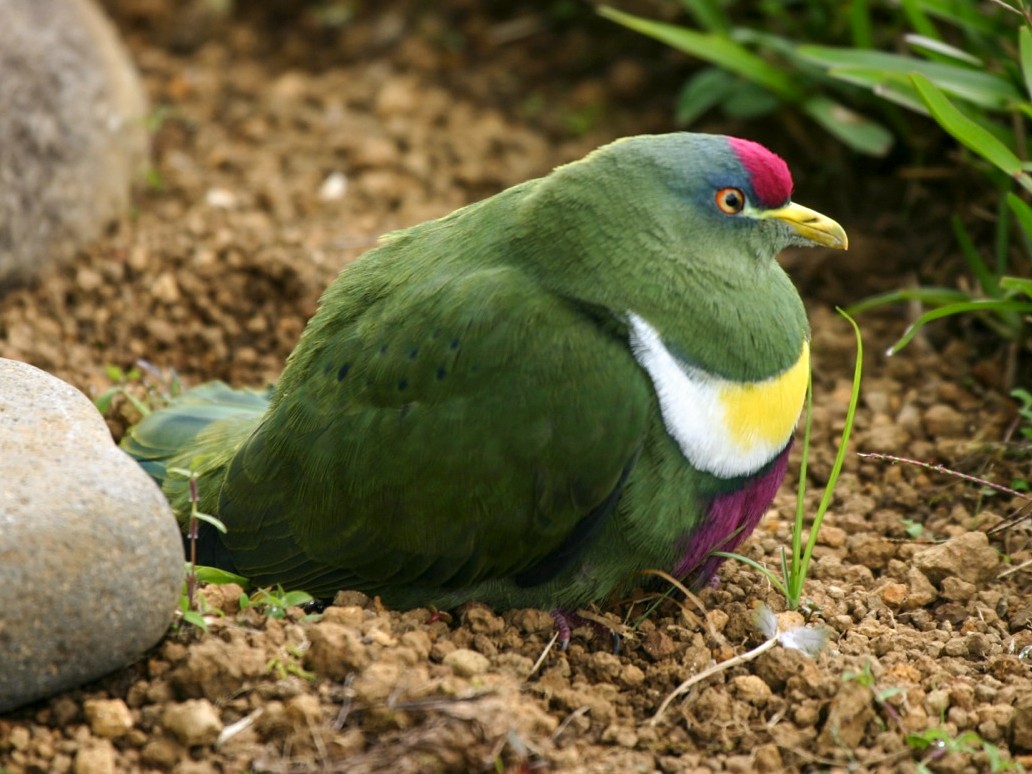 White-breasted Fruit-Dove - eBird