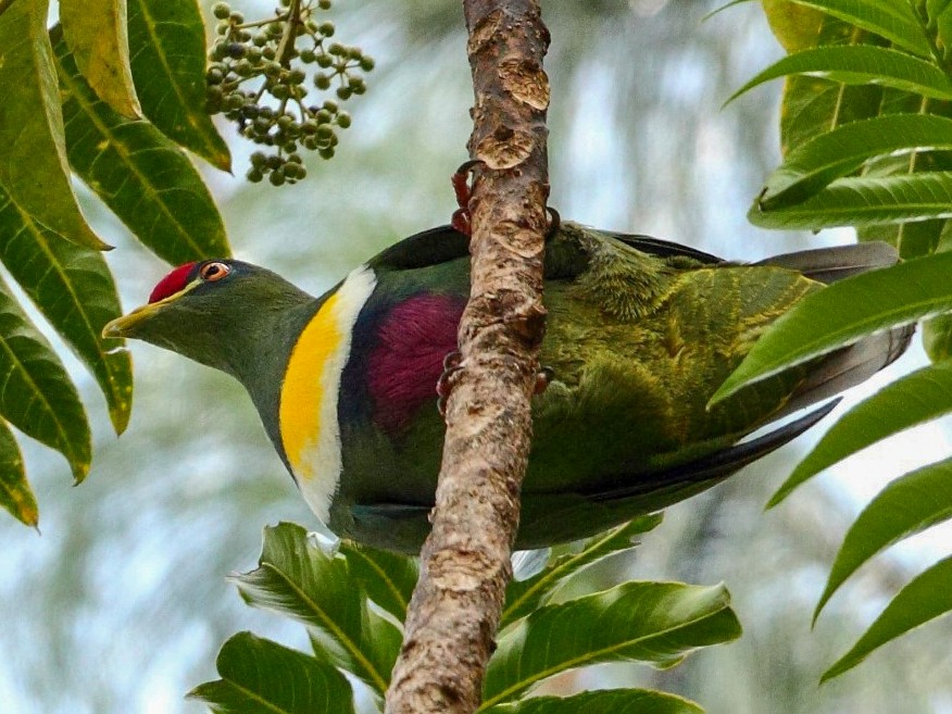 White-breasted Fruit-Dove - eBird