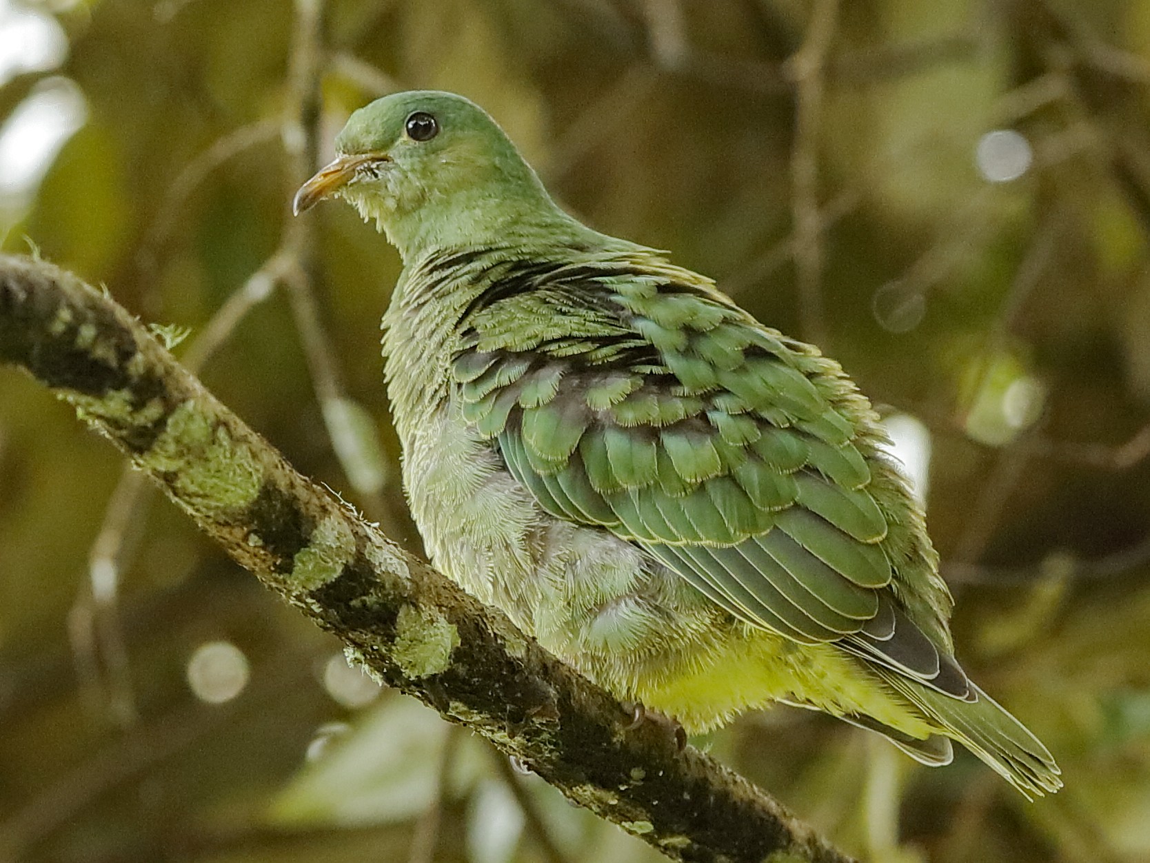 White-breasted Fruit-Dove - eBird