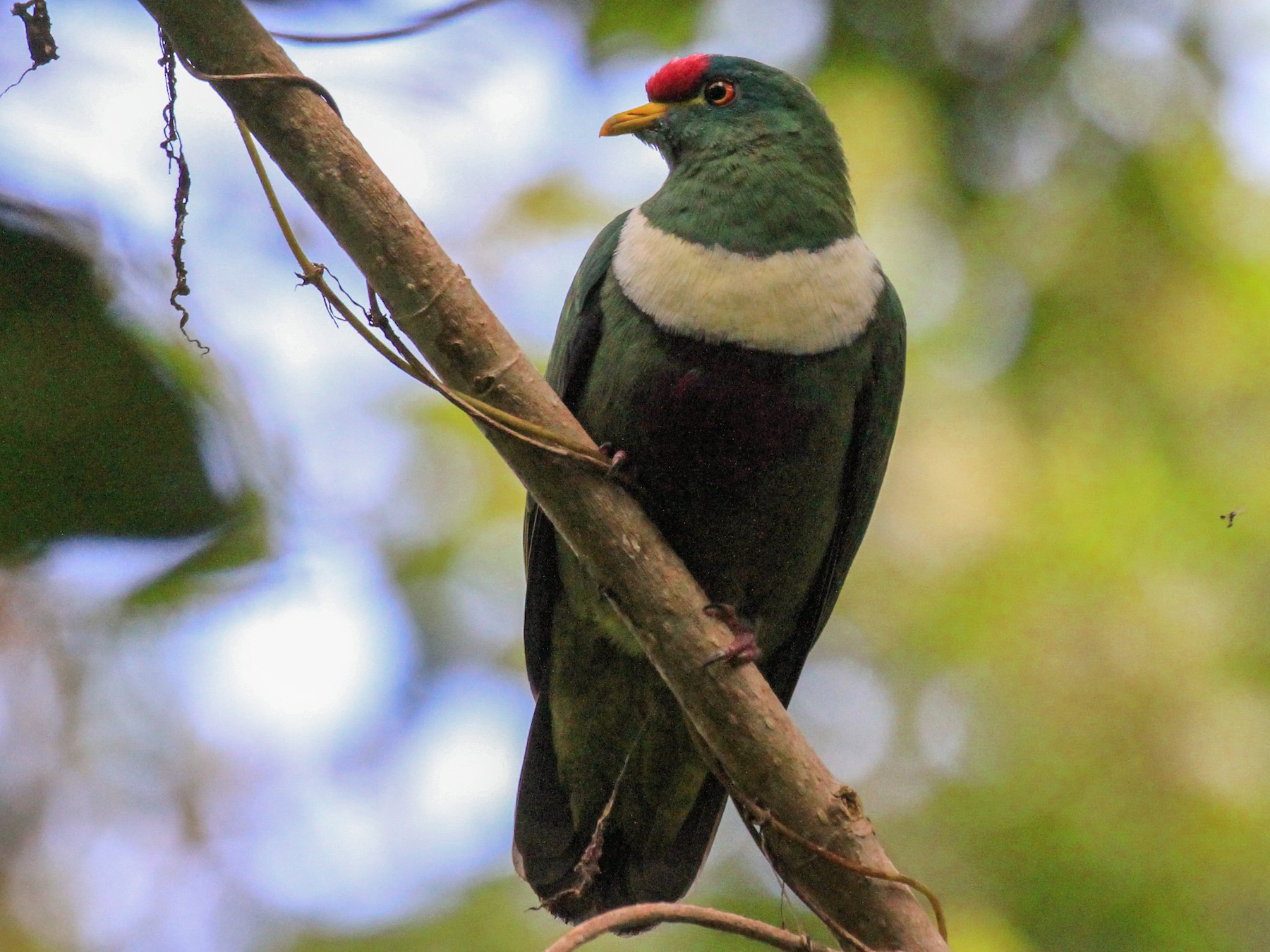 White-breasted Fruit-Dove - eBird
