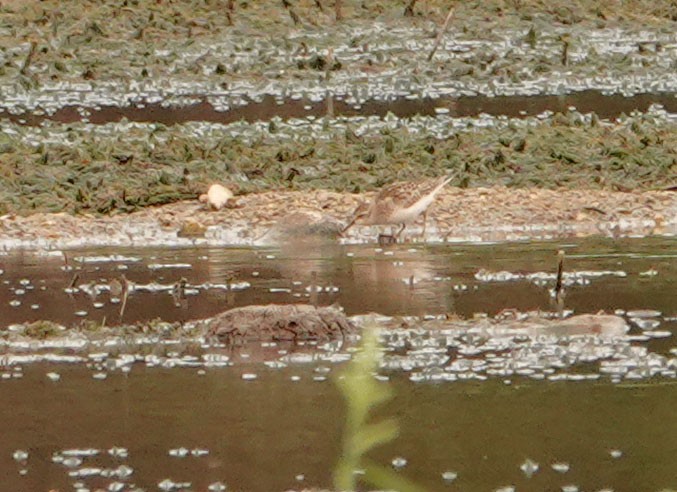 eBird Checklist - 8 Sep 2020 - Arivaca Lake - 47 species (+1 other taxa)