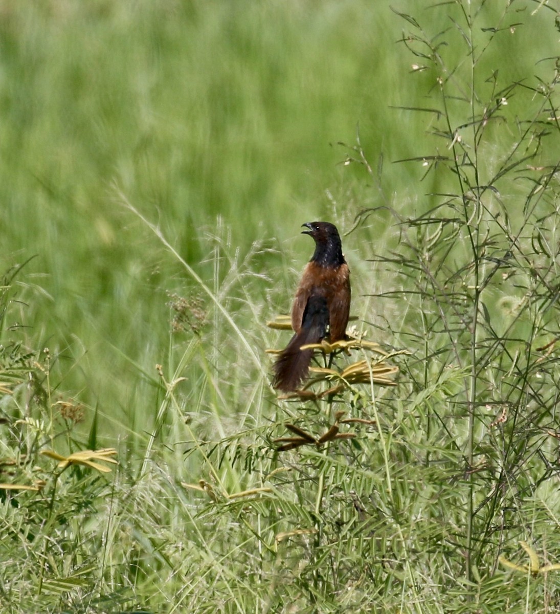 eBird Checklist - 9 Sep 2020 - Kaeng Lawa (general area) - 42 species
