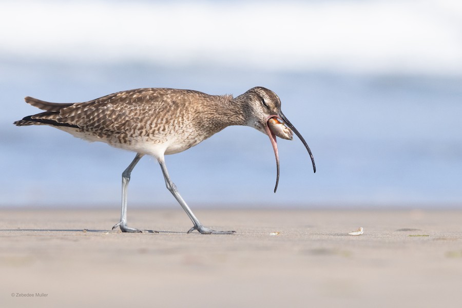 Whimbrel (Hudsonian) - eBird