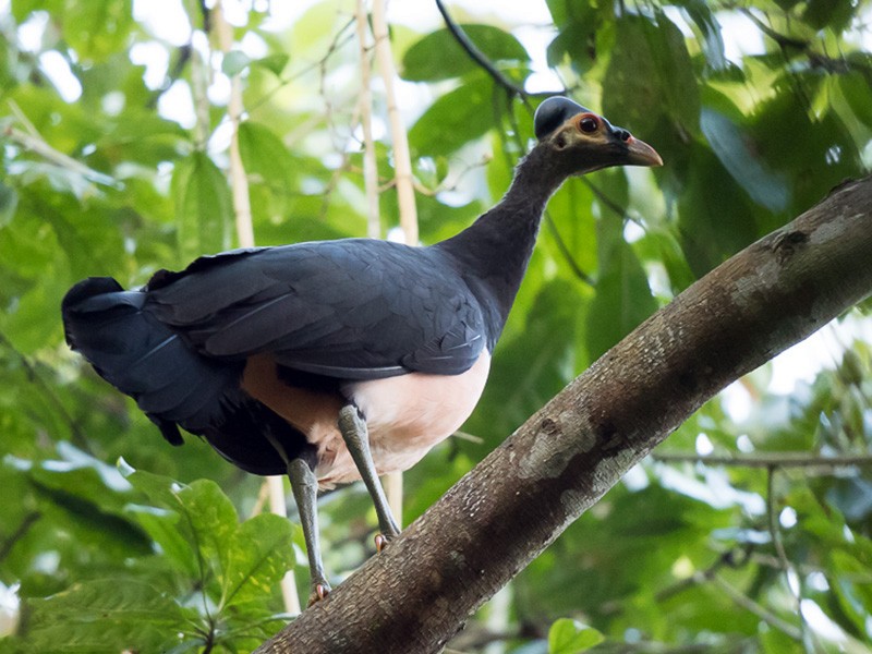 Maleo - eBird