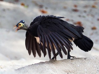 Maleo senkawor - eBird