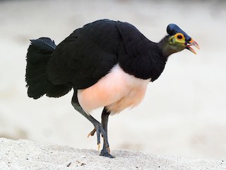 Maleo - eBird