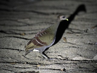 Moluccan Megapode - eBird