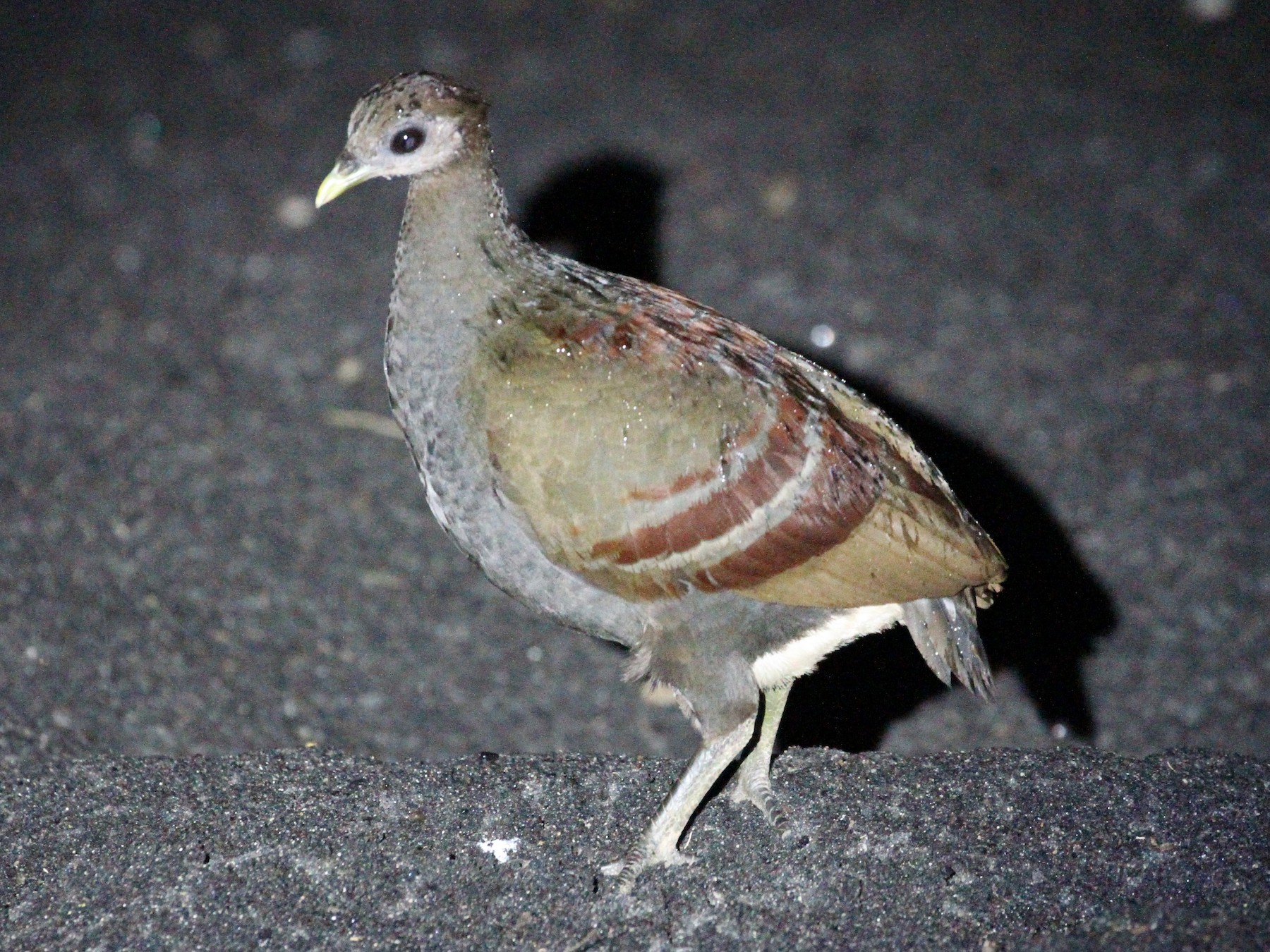Moluccan Megapode - eBird