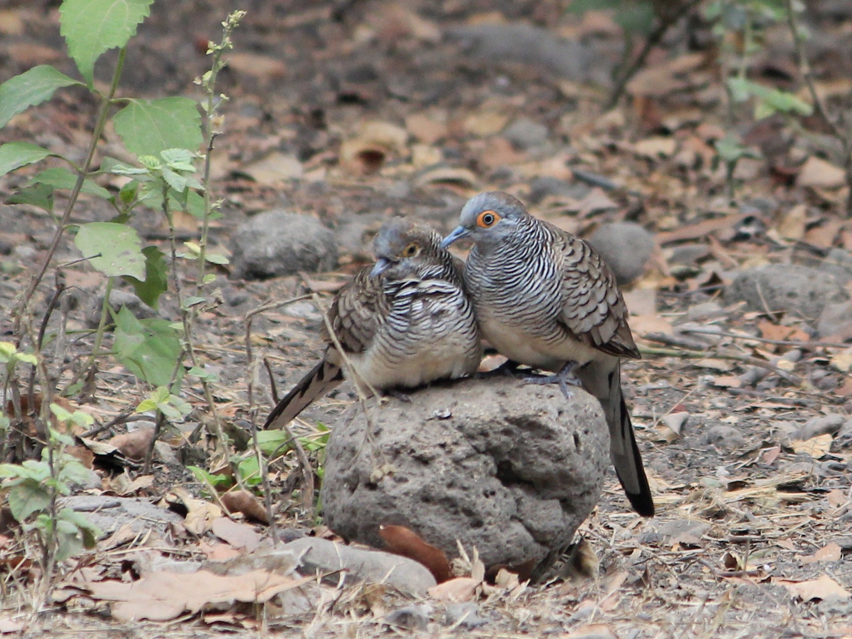 Perkutut loreng - eBird