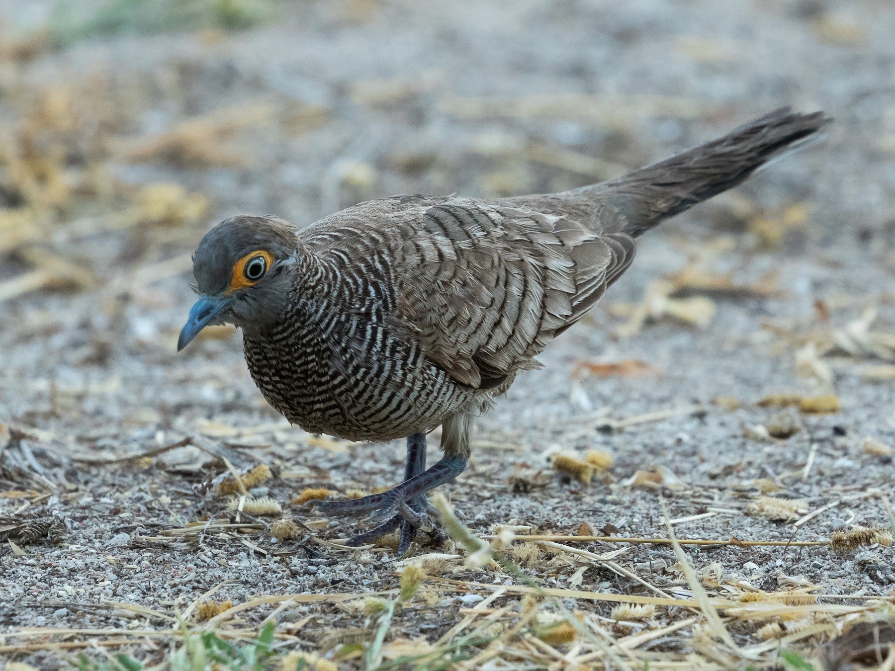 Barred Dove - eBird