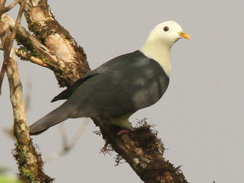 Black-backed Fruit-Dove - eBird