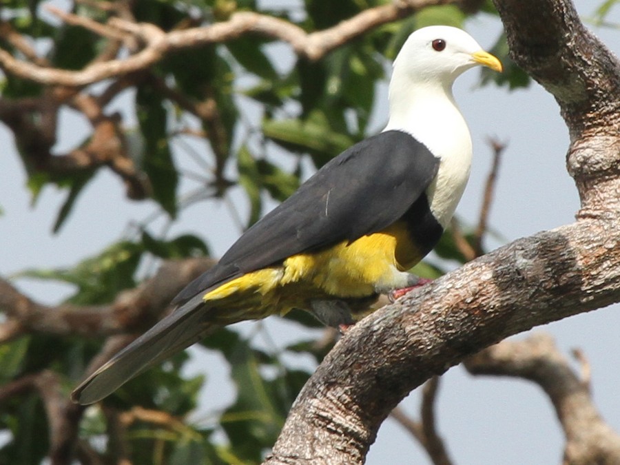 Black-backed Fruit-Dove - eBird