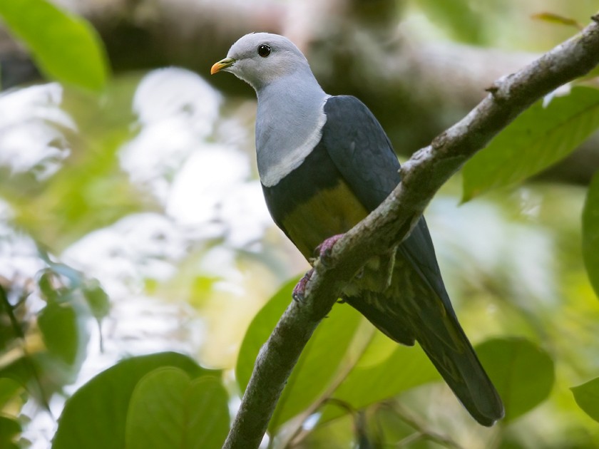 Black-backed Fruit-Dove - eBird