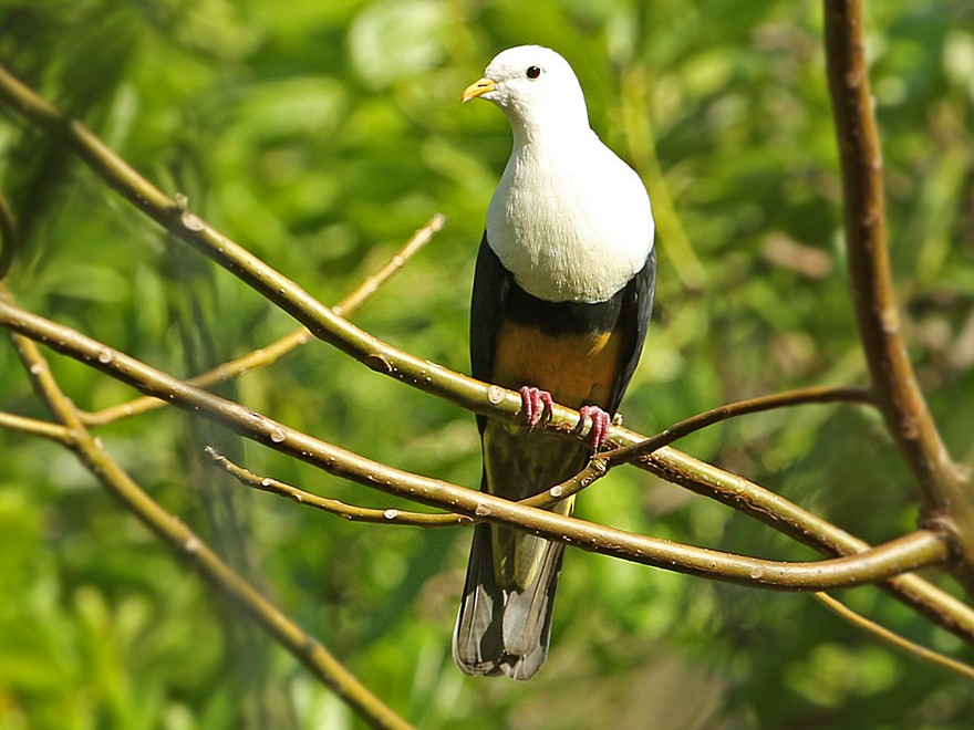 Black-backed Fruit-Dove - eBird