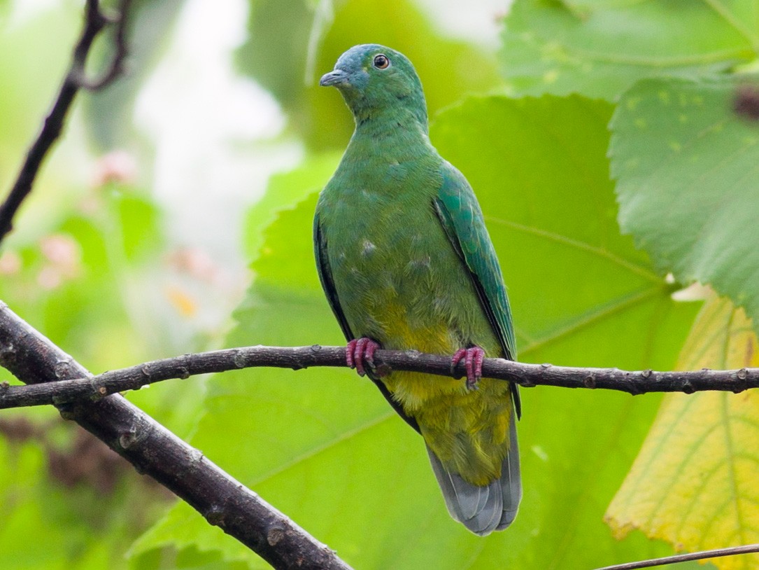 Blue-capped Fruit-Dove - eBird