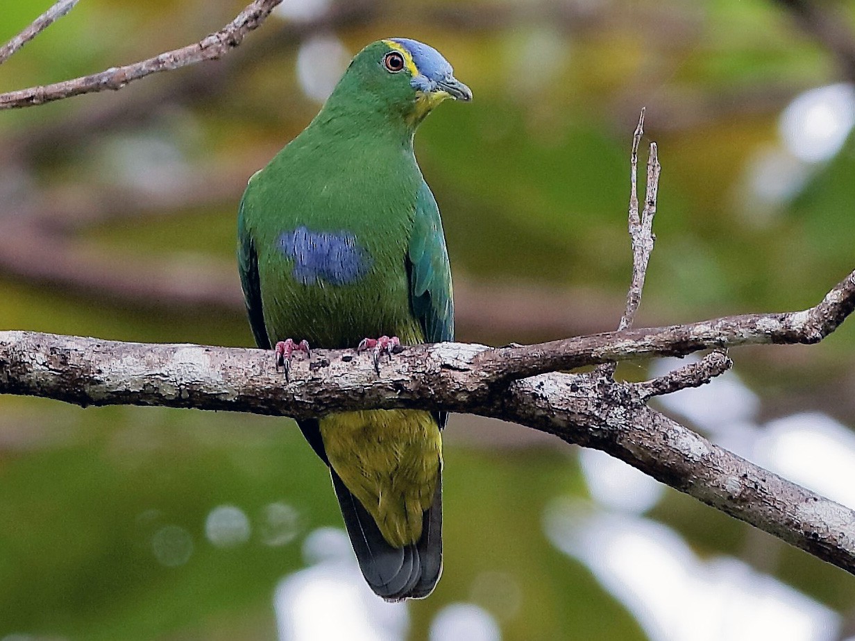Blue-capped Fruit-Dove - eBird