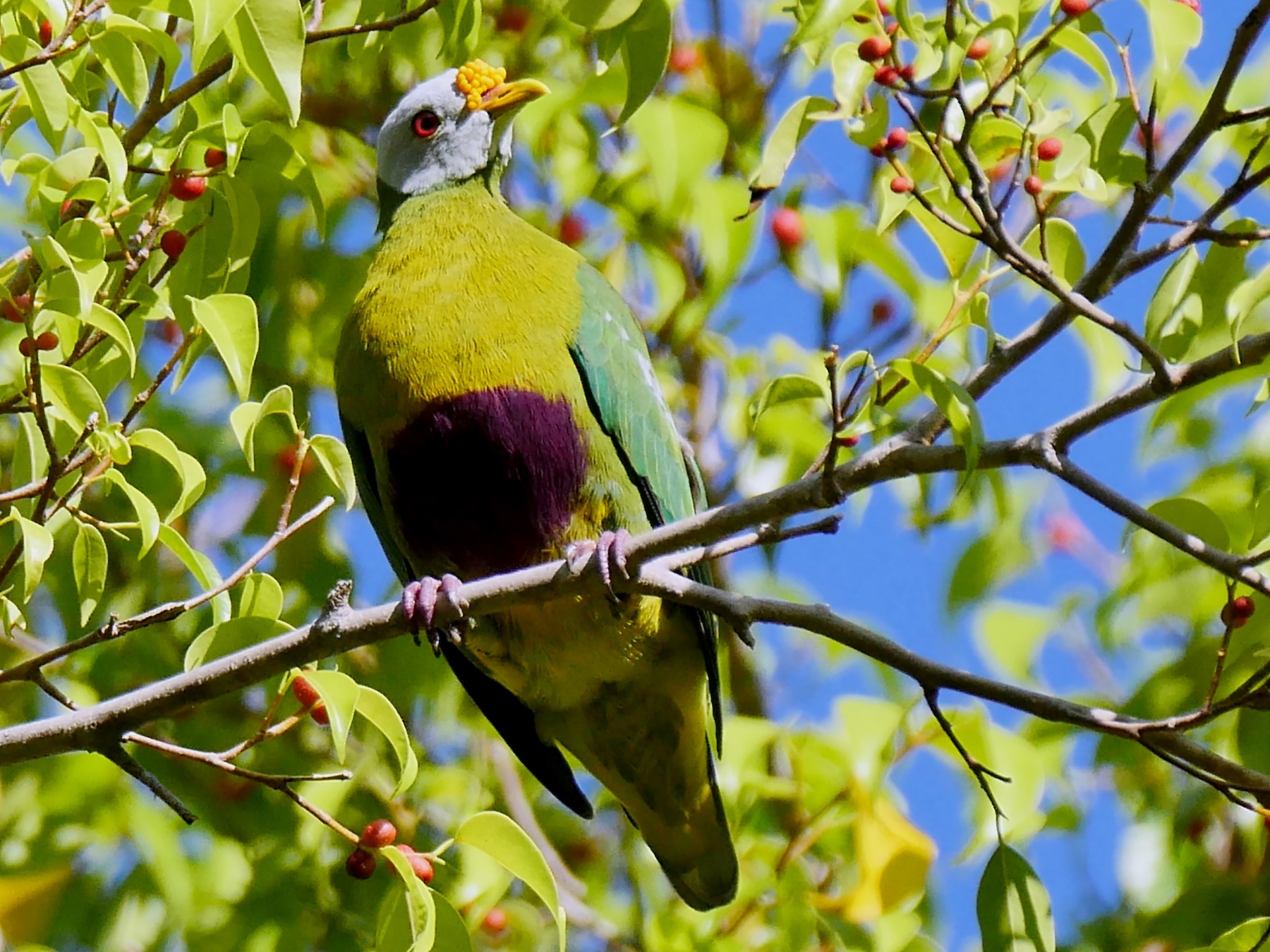 Carunculated Fruit-Dove - eBird