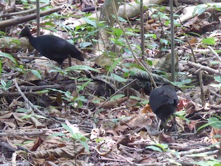 Dusky Megapode - eBird