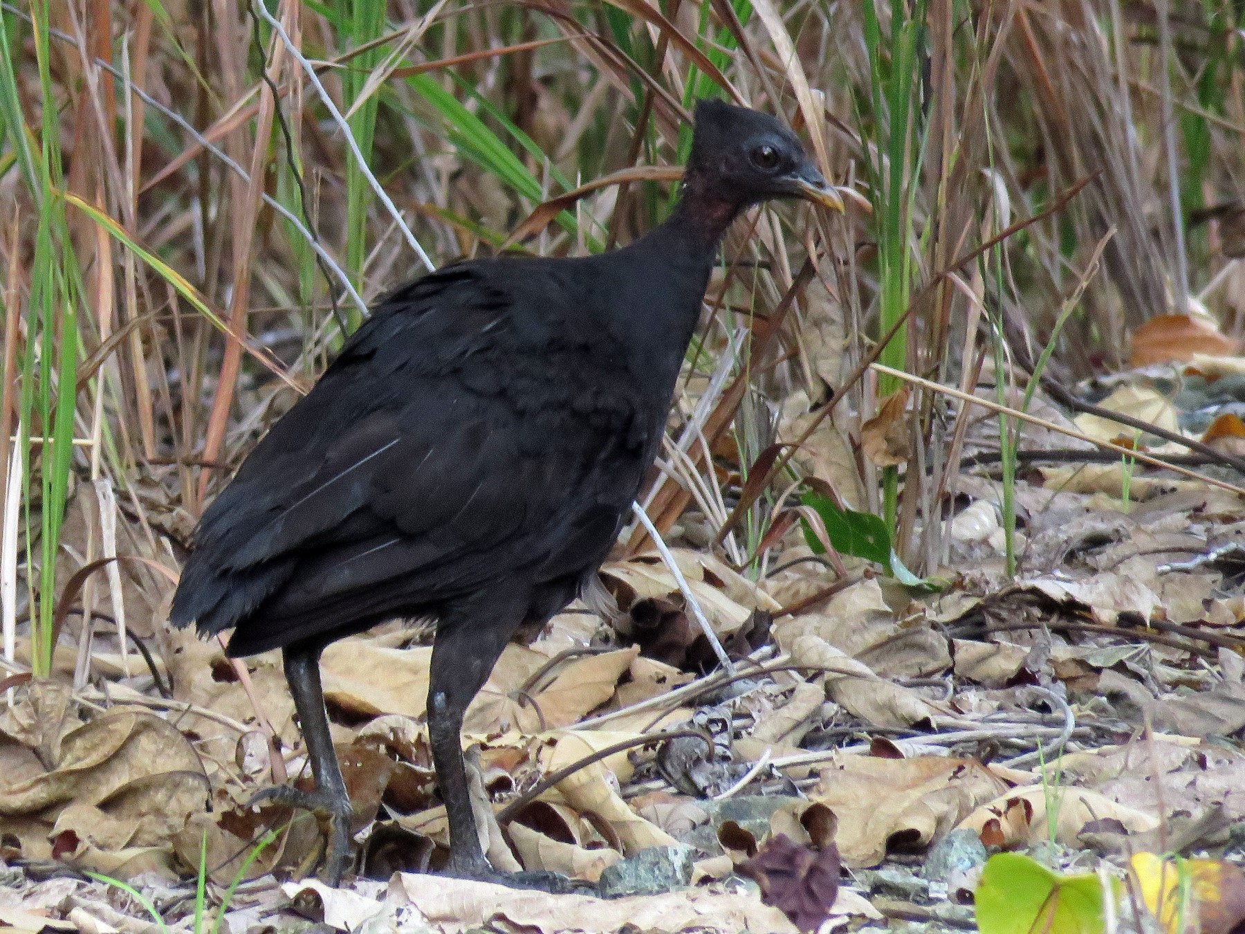 Dusky Megapode - eBird