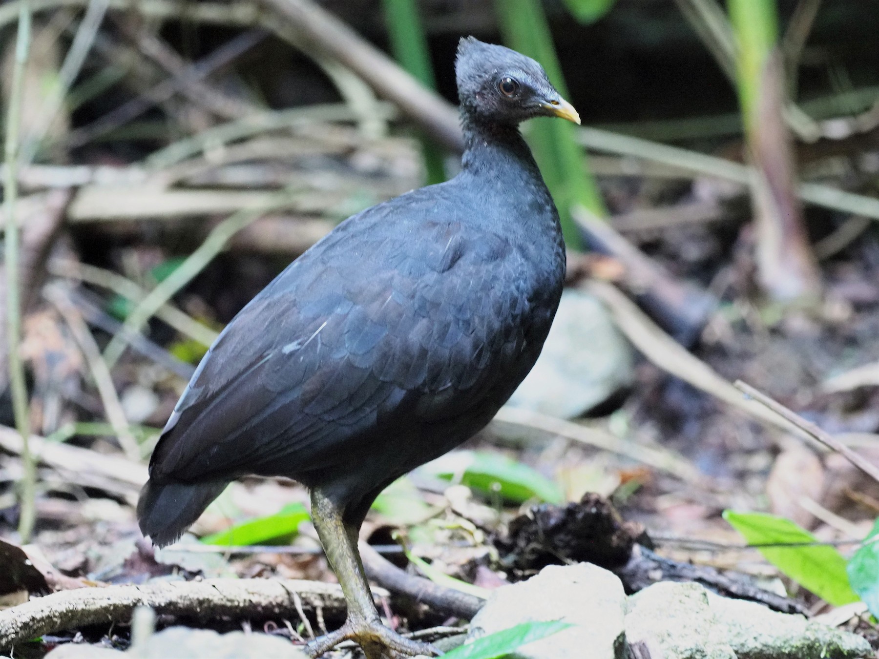 Dusky Megapode (Dusky) - eBird