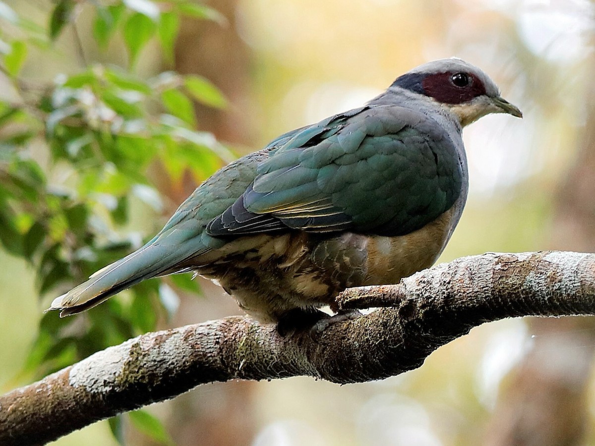Red-eared Fruit-Dove - Ramphiculus fischeri - Birds of the World