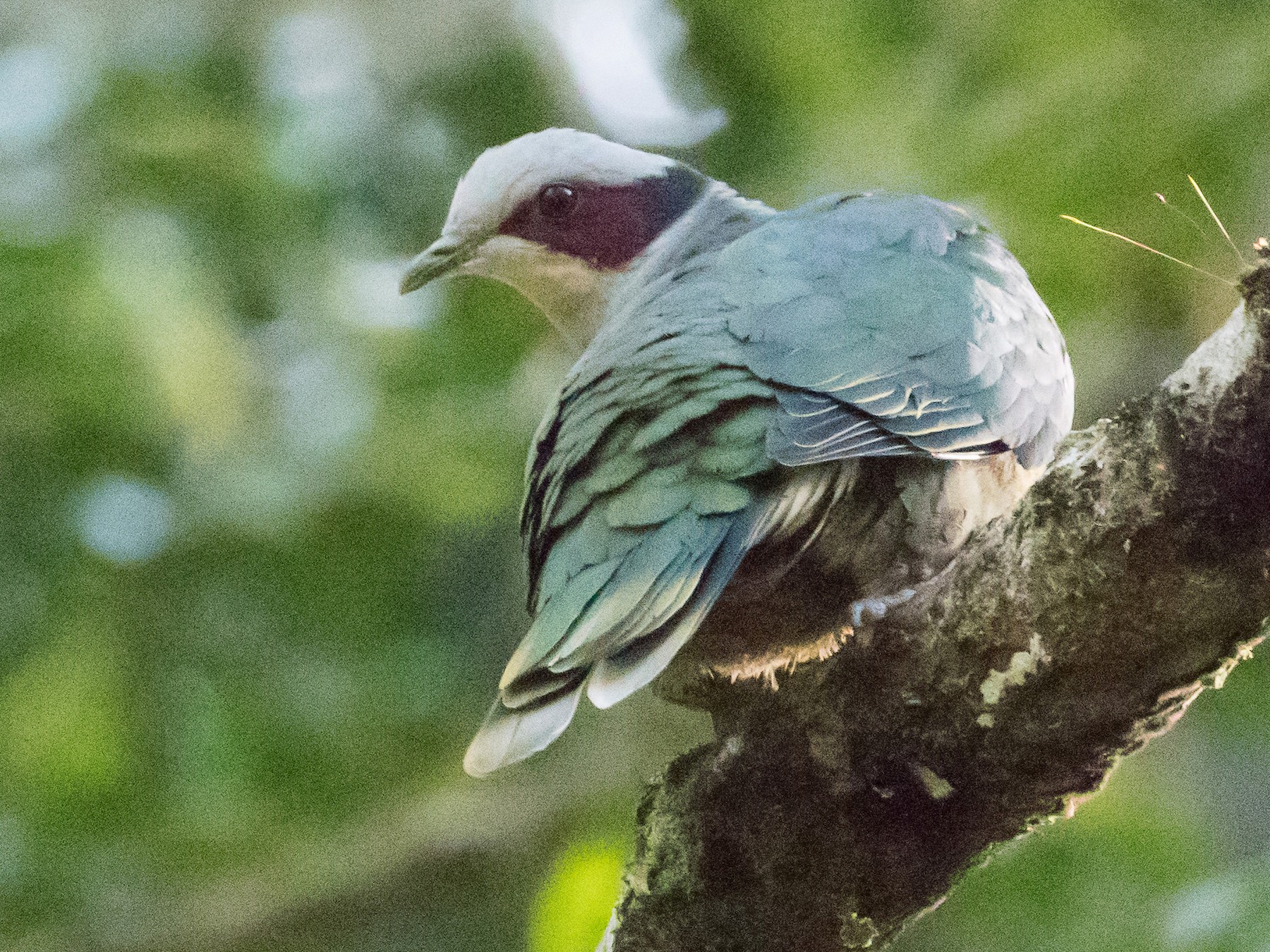 Red-eared Fruit-Dove - eBird