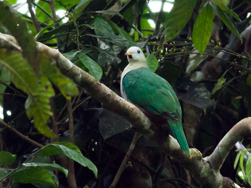 Maroon-chinned Fruit-Dove - eBird