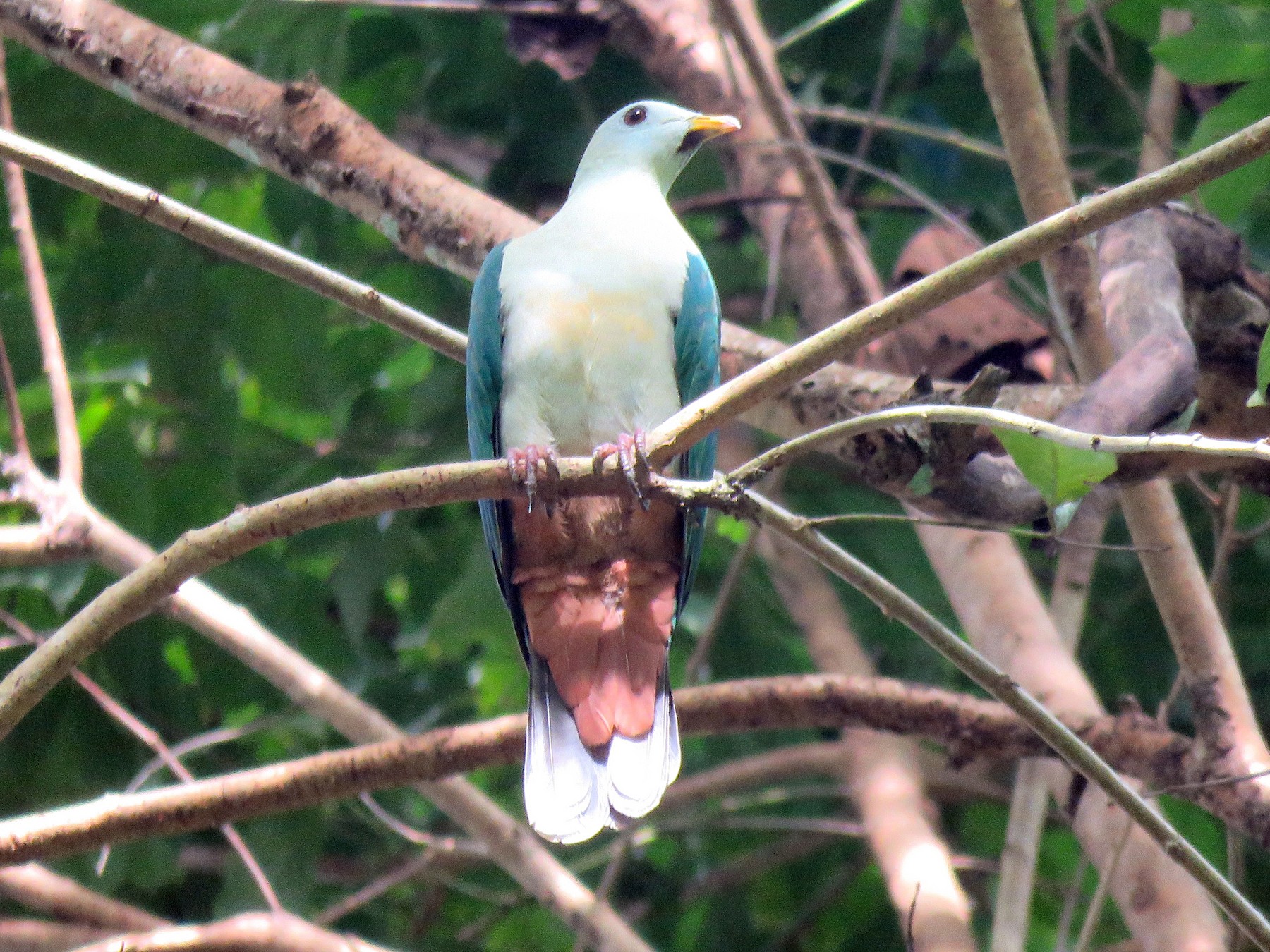 Maroon-chinned Fruit-Dove - eBird