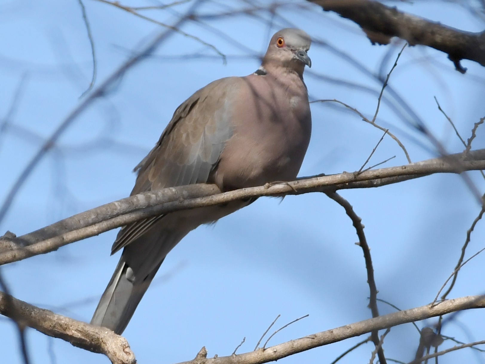 Sunda Collared-Dove - eBird
