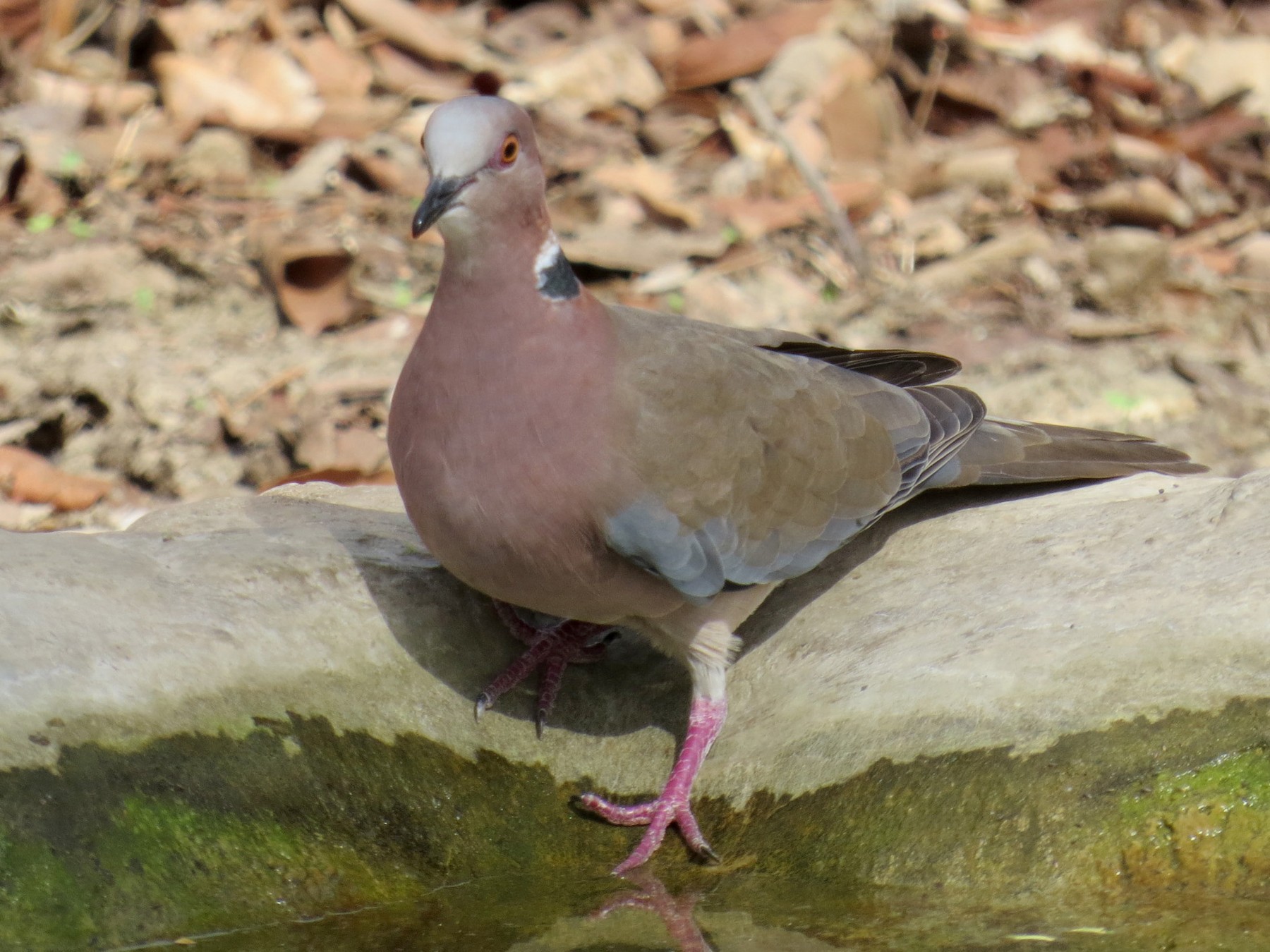 Sunda Collared-Dove - eBird