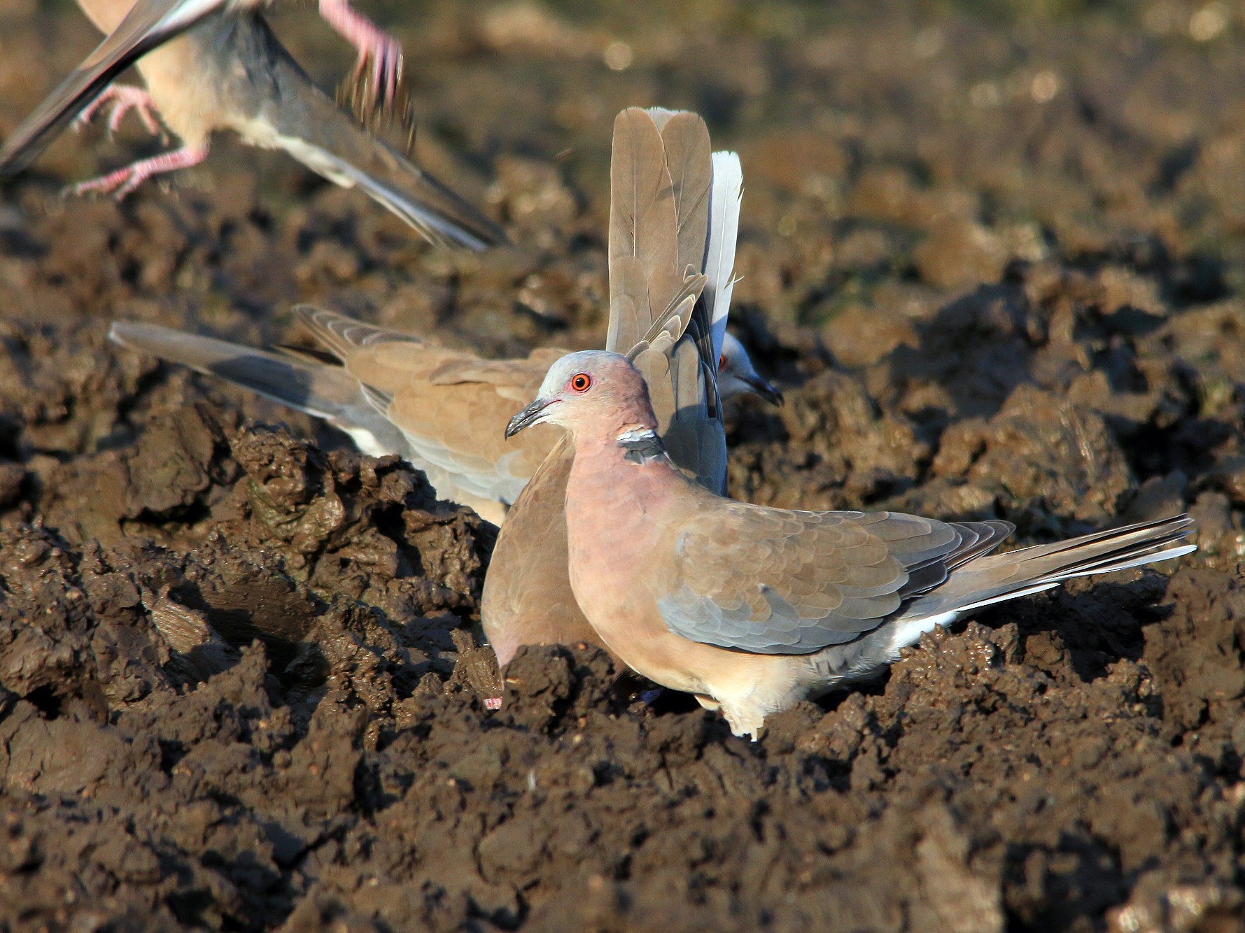 Sunda Collared-Dove - eBird