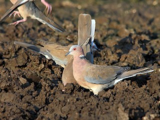 Sunda Collared-Dove - eBird