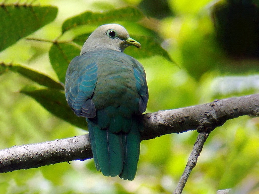 Scarlet-breasted Fruit-Dove - eBird