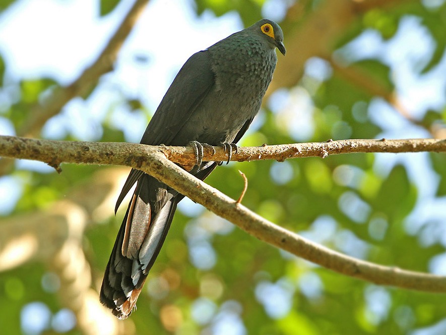 Burung Merpati Hitam